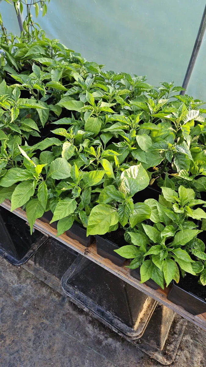 Any 1x Of Our Large Chilli Plants In a 12cm Pot!!! Ready Now ...
